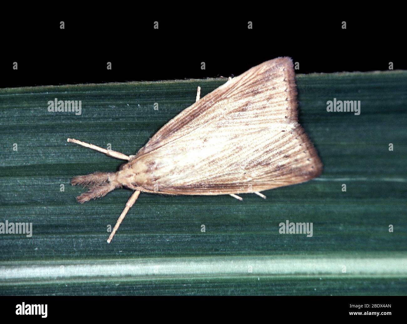 Sugarcane borers hi-res stock photography and images - Alamy