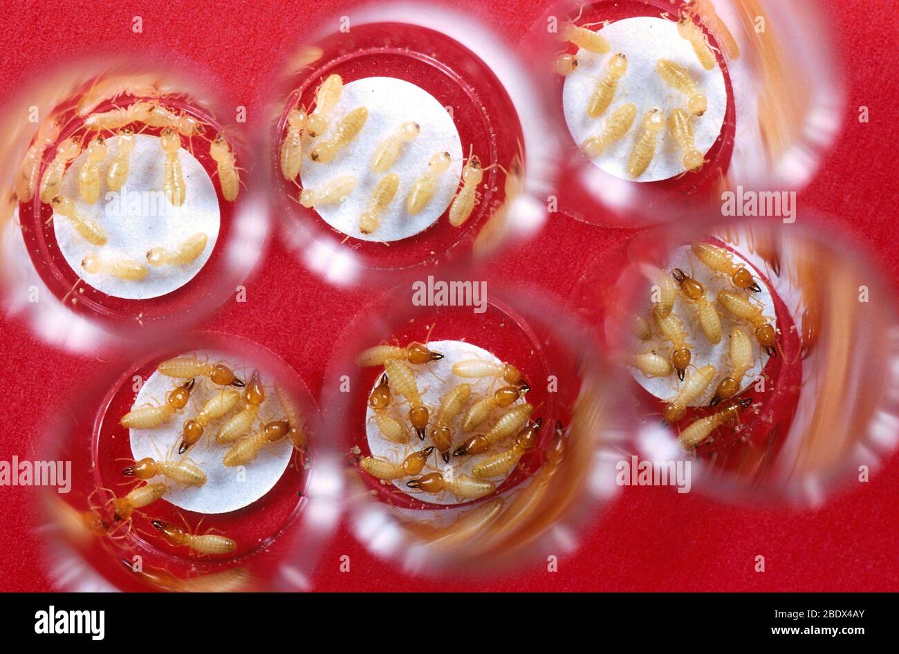 Formosan Subterranean Termites Stock Photo - Alamy