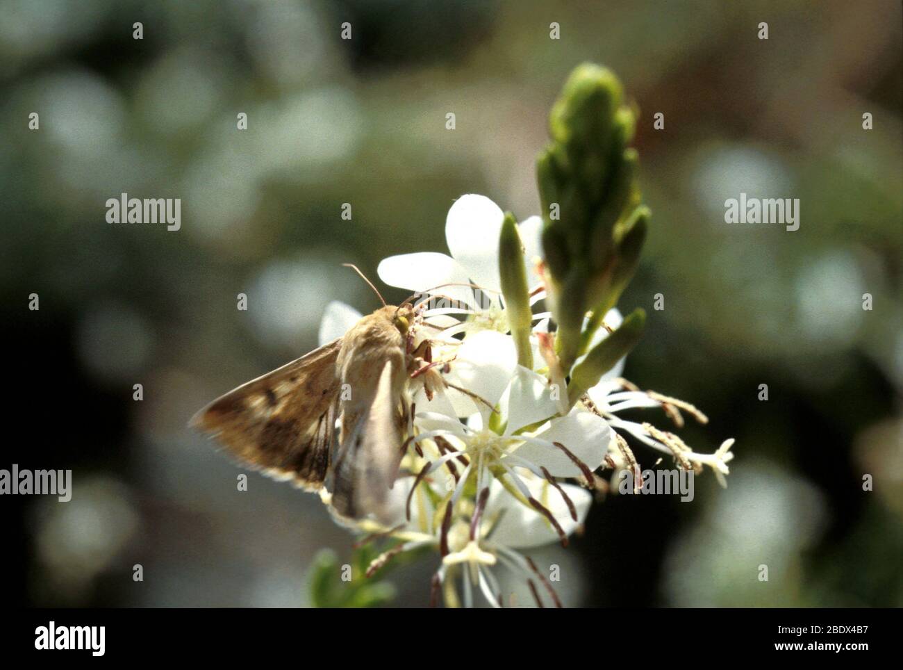 Corn earworm moths hi-res stock photography and images - Alamy