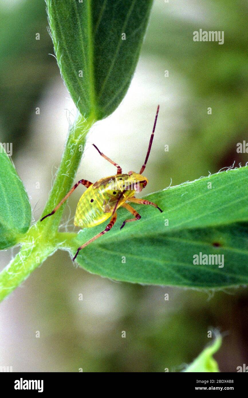 Alfalfa pests hi-res stock photography and images - Alamy