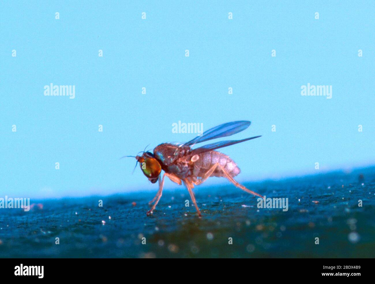 My fly hi-res stock photography and images - Alamy