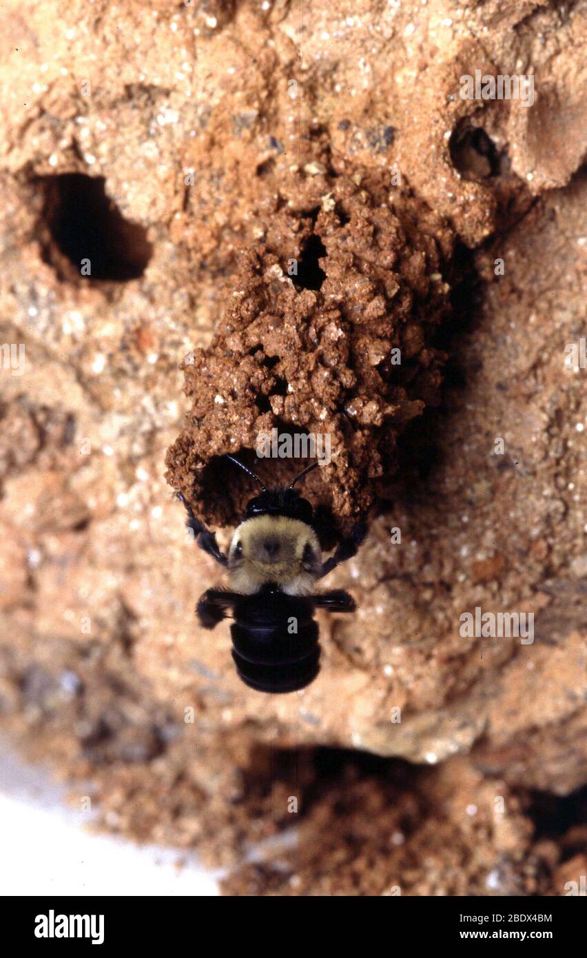 Mustached Mud Bee Stock Photo - Alamy