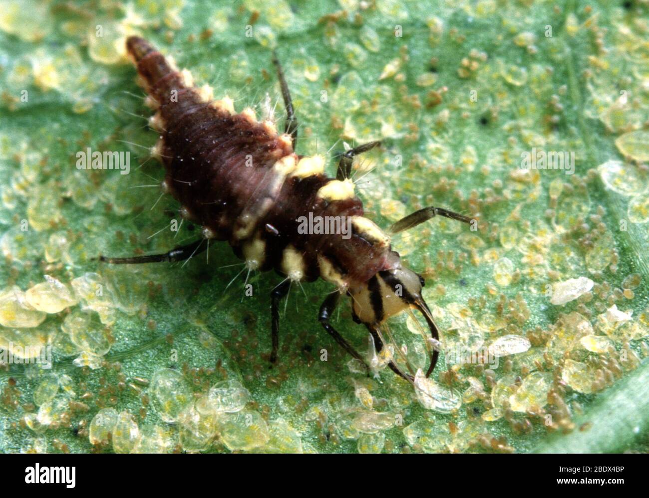 Green Lacewing Larva Eating Stock Photo - Alamy