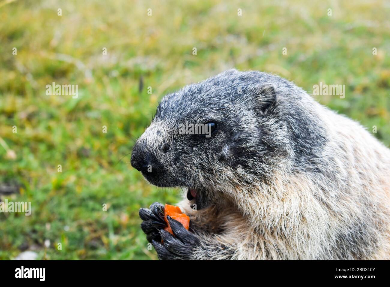 Alpine Marmot (Marmota marmota) gets feeded with a carrot Stock Photo - Alamy