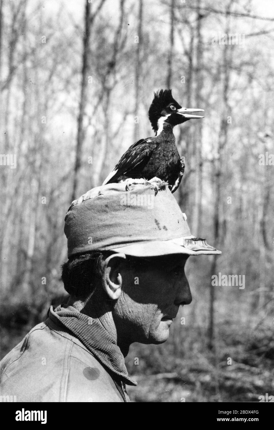 Campephilus principalis hi-res stock photography and images - Alamy