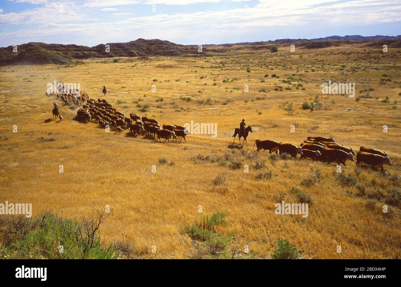 Roundups hi-res stock photography and images - Alamy