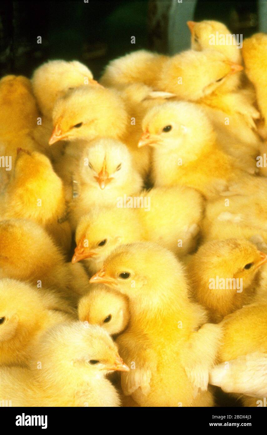 Chicks with hi-res stock photography and images - Alamy