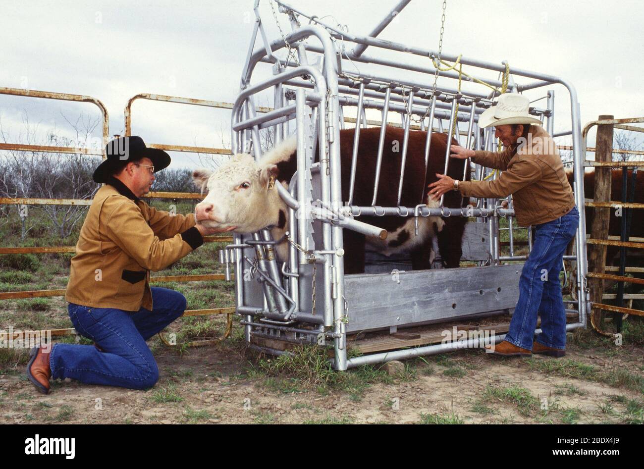 Cattle tick inspection Stock Photo - Alamy