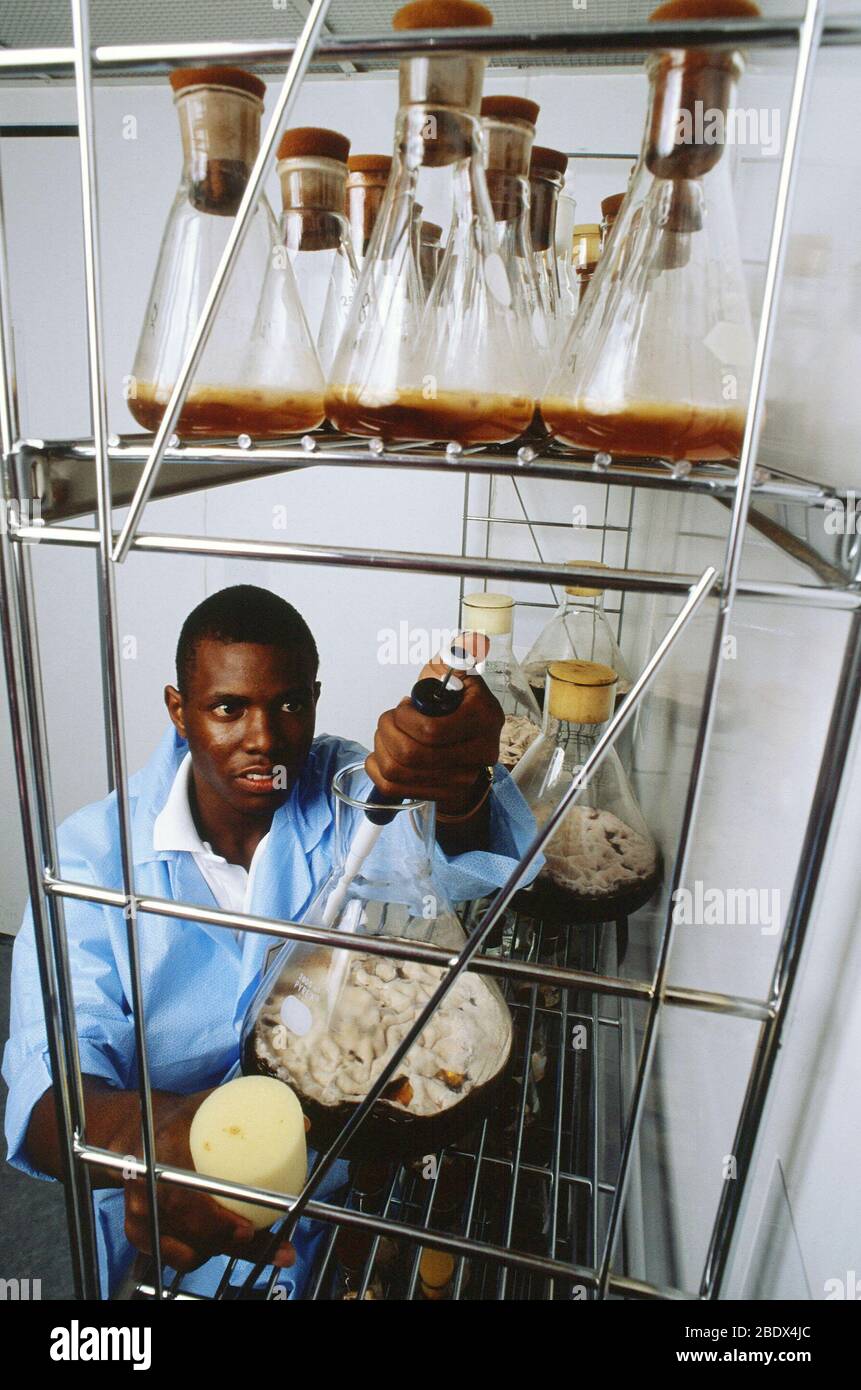 Fungal sample collecting Stock Photo - Alamy