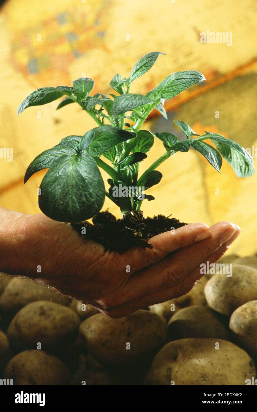 Genetically modified potato hi-res stock photography and images - Alamy