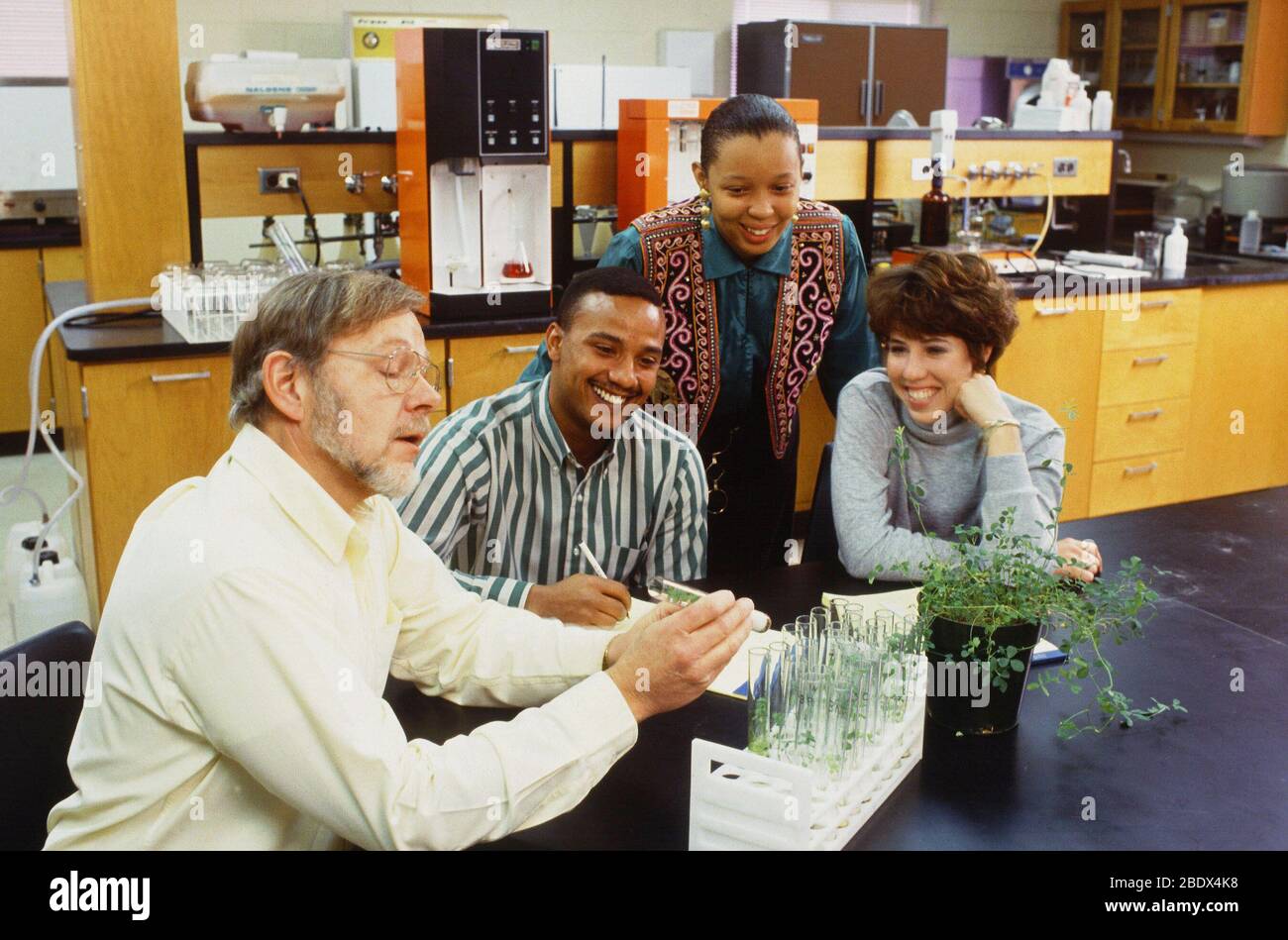 Alfalfa nutrition experiment Stock Photo - Alamy