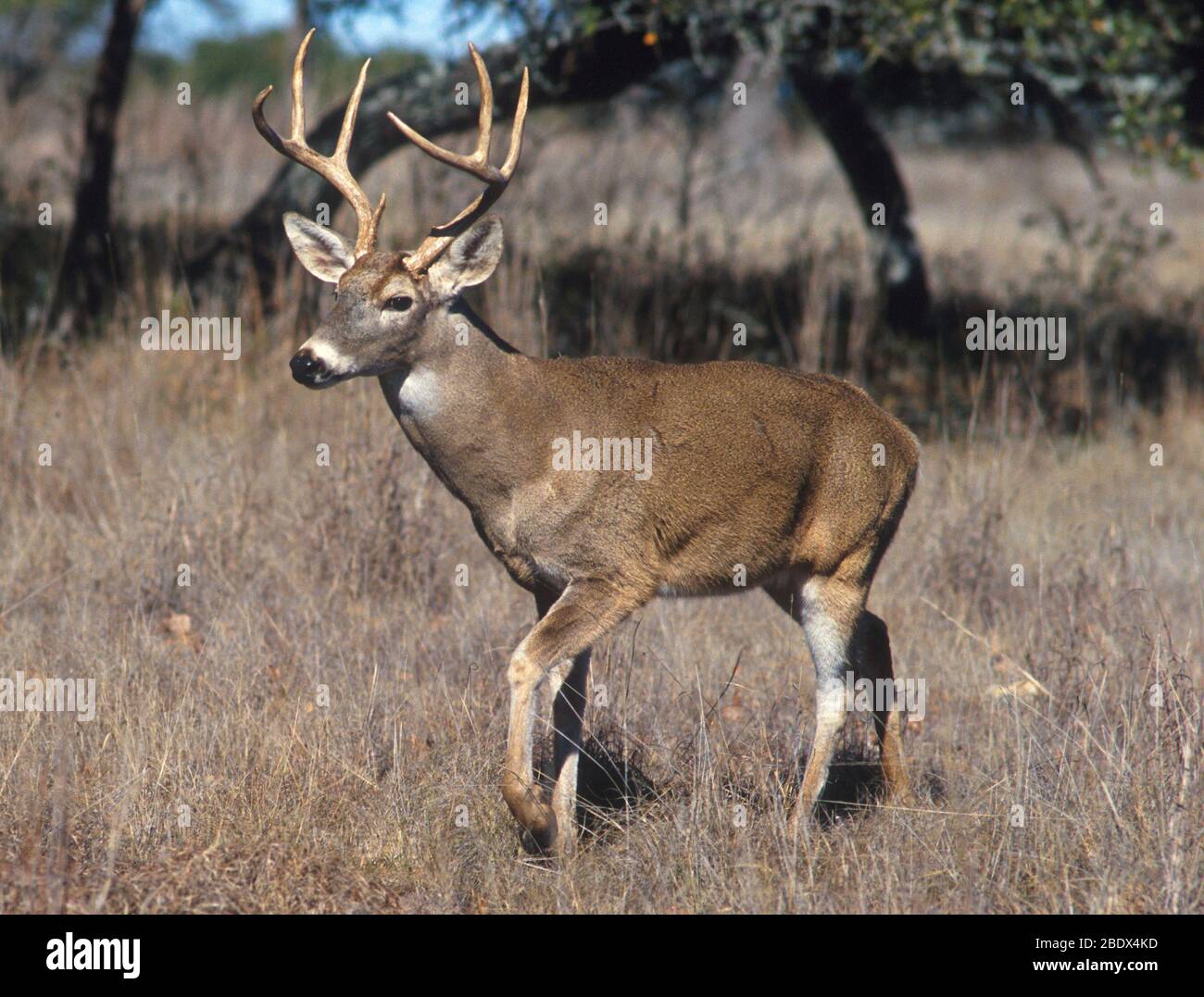 Male White-tailed deer Stock Photo - Alamy