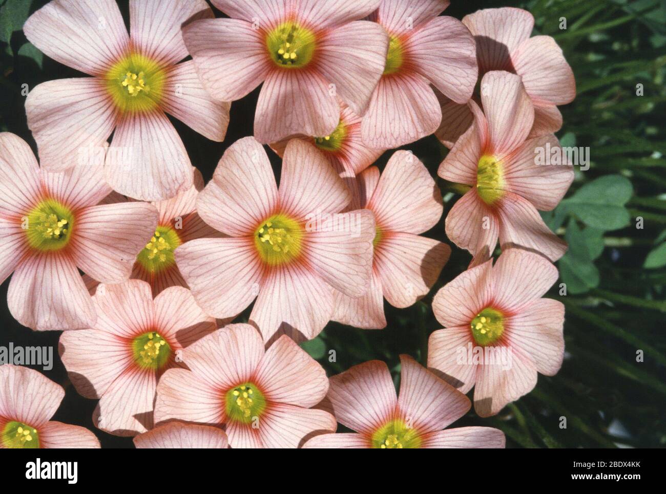 Cuckowes hi-res stock photography and images - Alamy