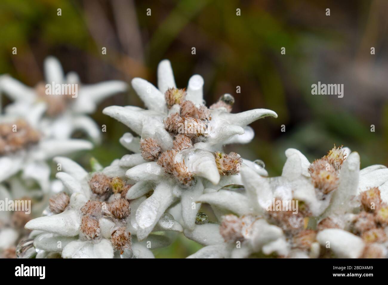 Edelweiss flower (Leontopodium alpinum), symbol of Alps mountain Stock ...