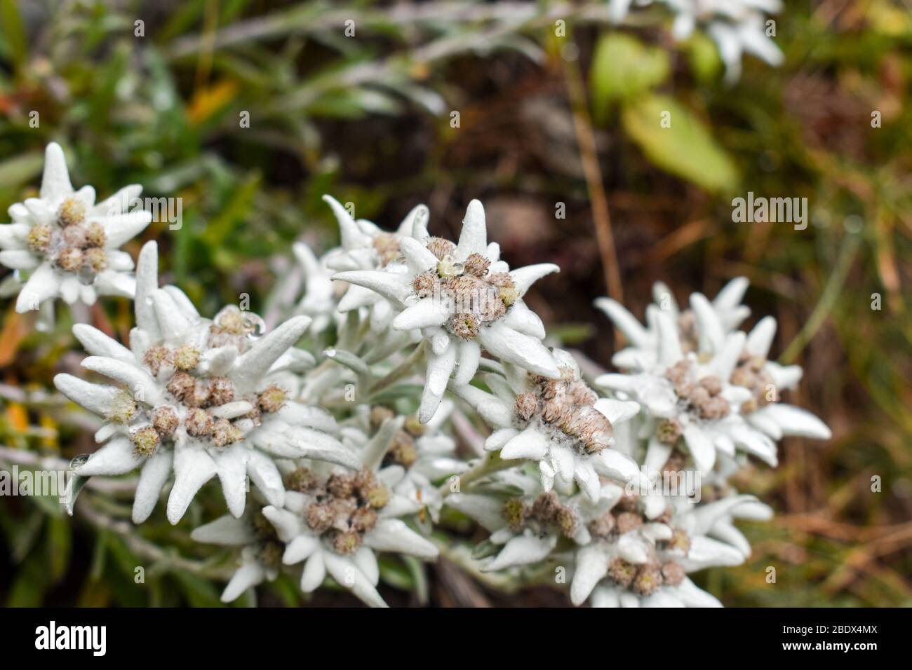 Edelweiss flower (Leontopodium alpinum), symbol of Alps mountain Stock ...