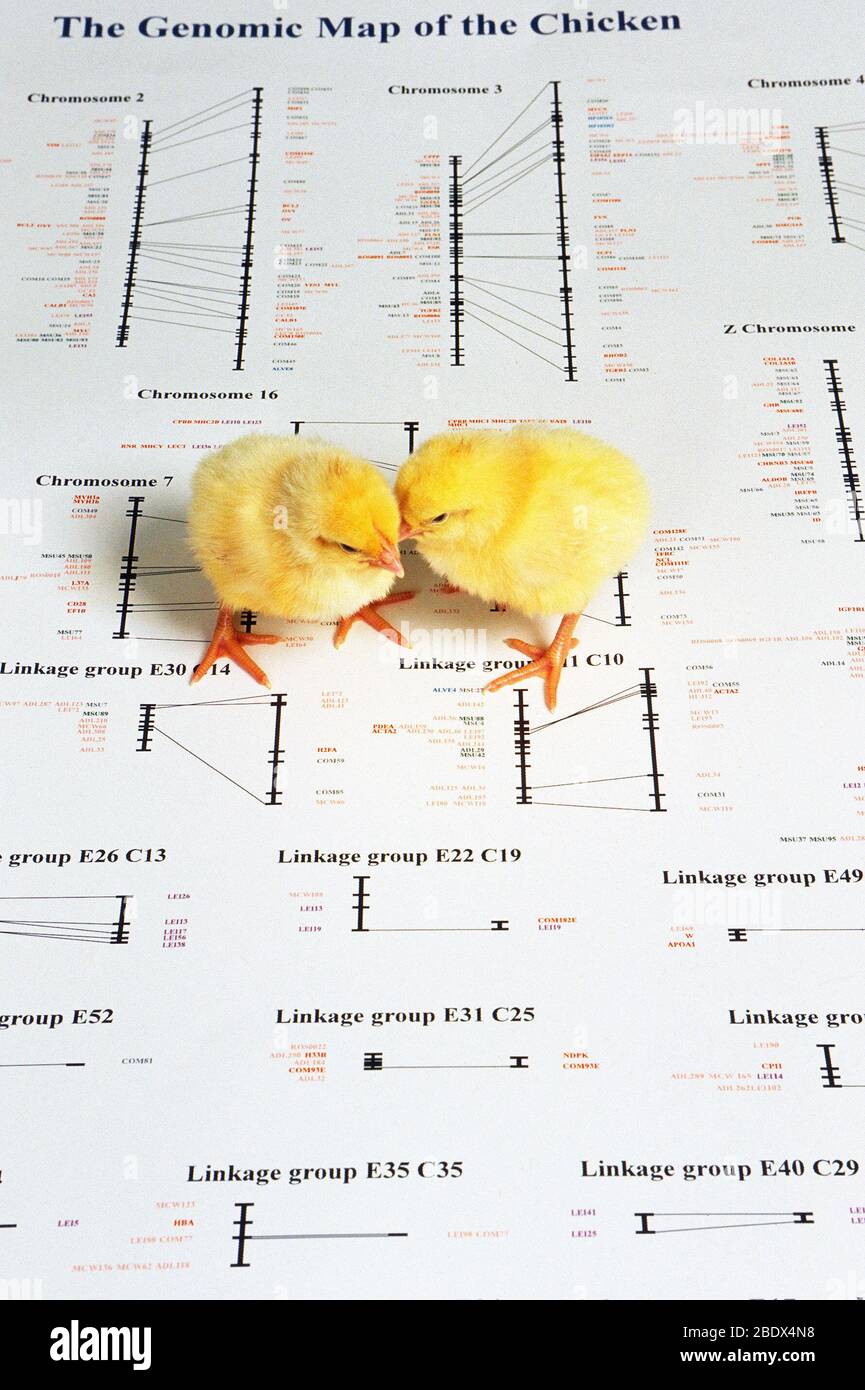 Chicken genome map hi-res stock photography and images - Alamy