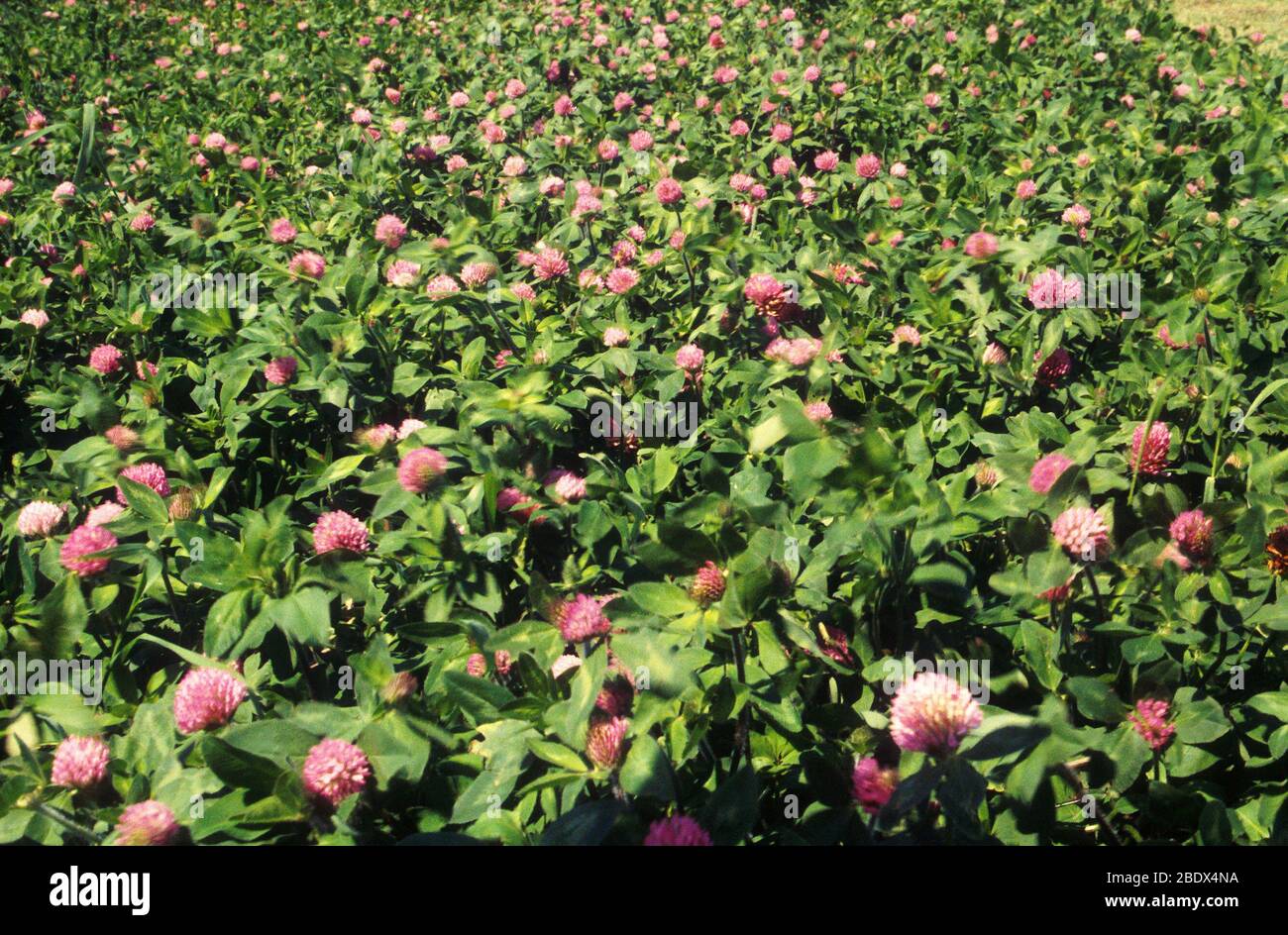 Clovers hi-res stock photography and images - Alamy