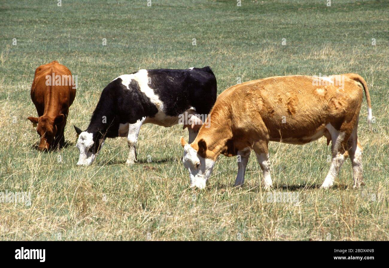 Grazing animals hi-res stock photography and images - Alamy
