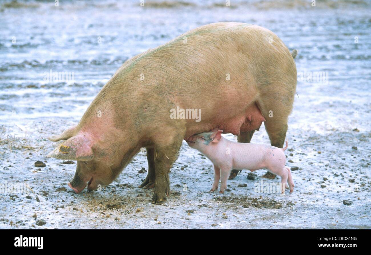 Sow with piglet Stock Photo - Alamy