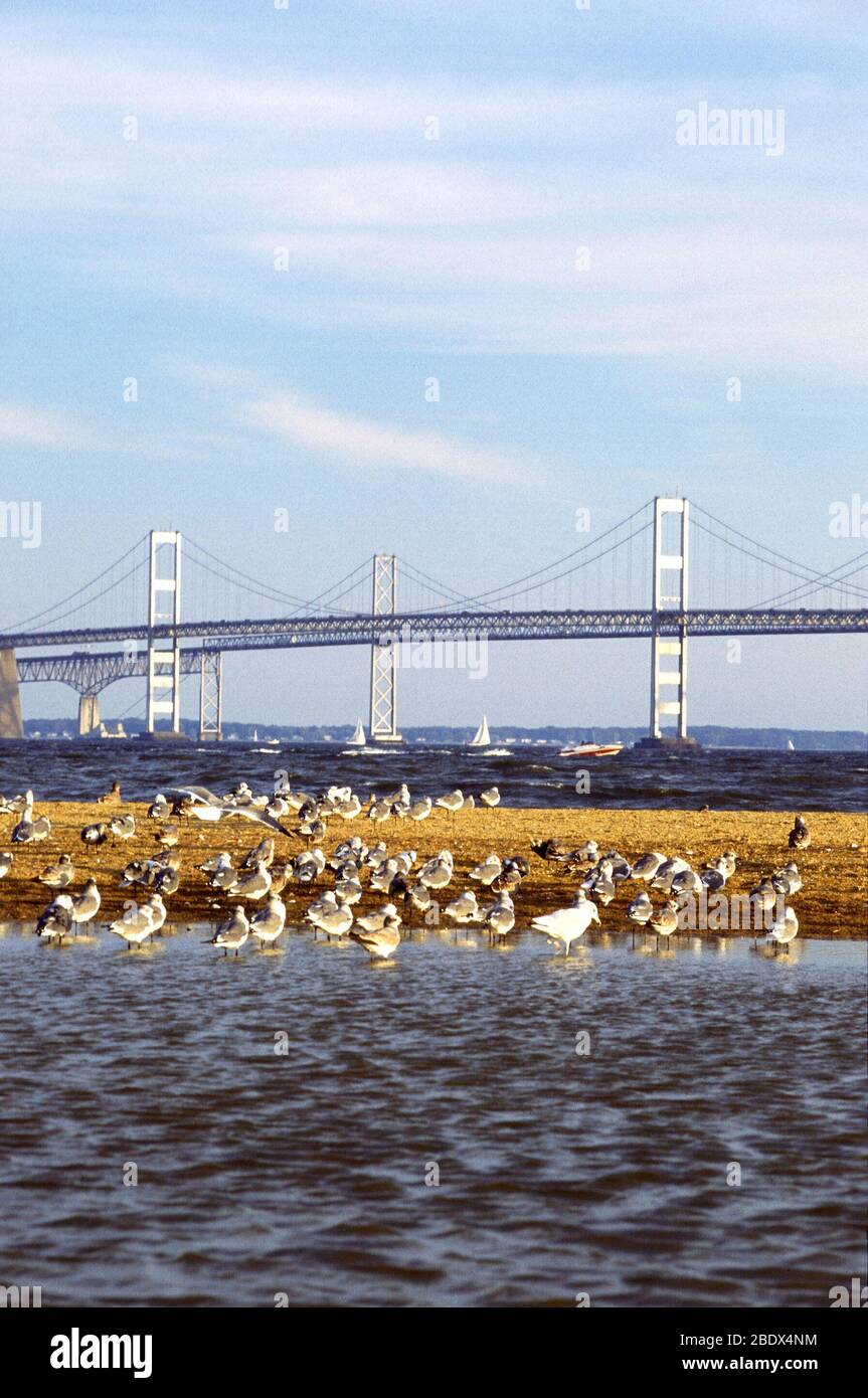 Bridges of the chesapeake bay hi-res stock photography and images - Alamy