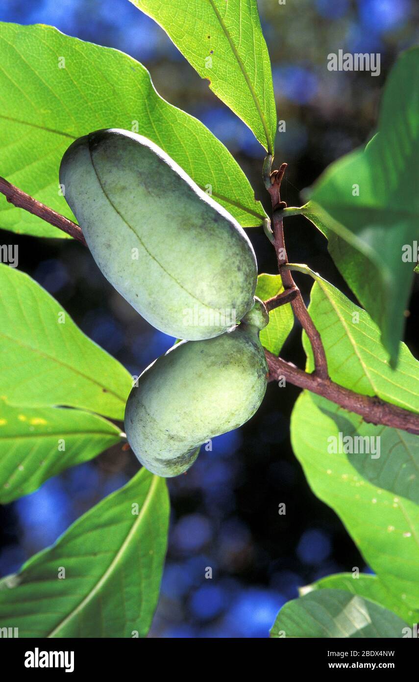 Asimina fruit hi-res stock photography and images - Alamy