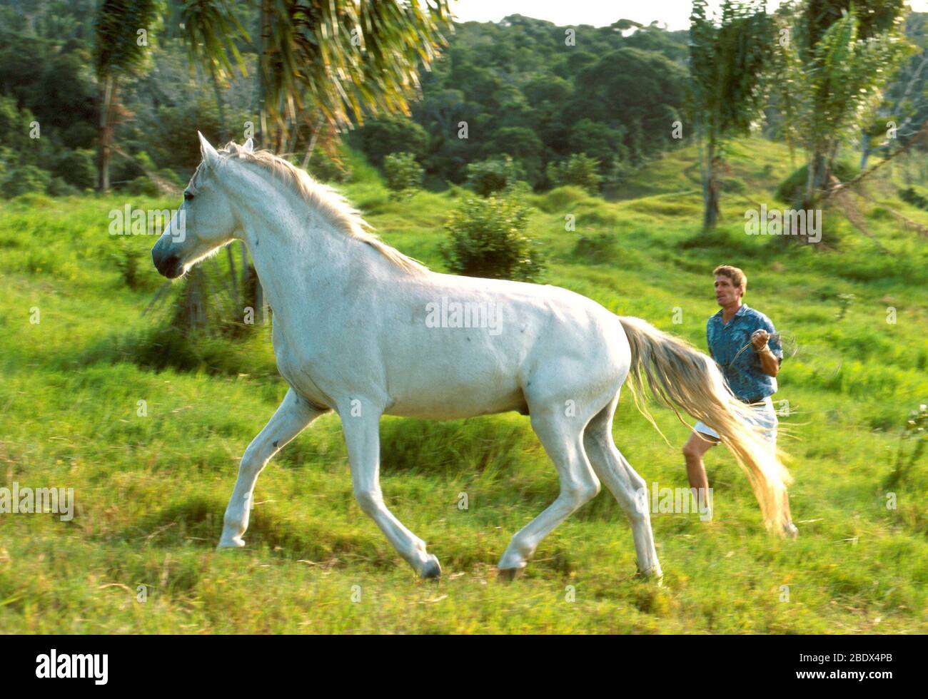 Equine field research Stock Photo - Alamy