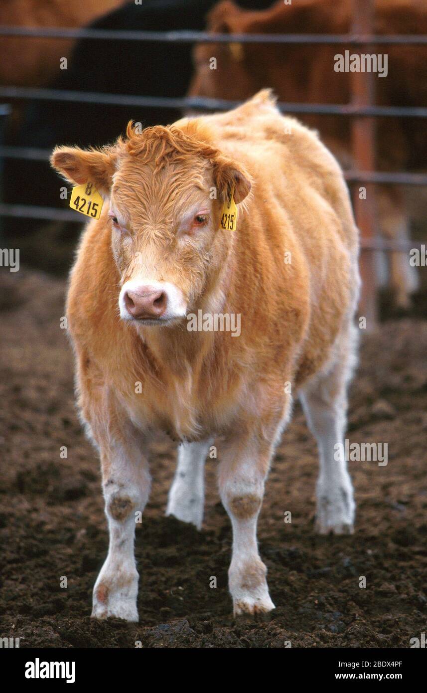 Crossbreeding cattle hi-res stock photography and images - Alamy