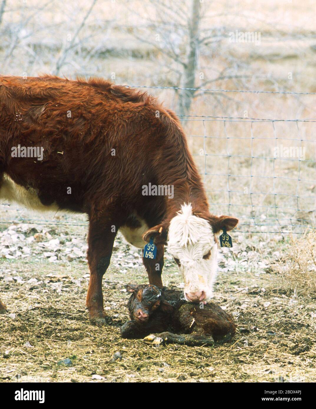 Cow with newborn calf Stock Photo - Alamy