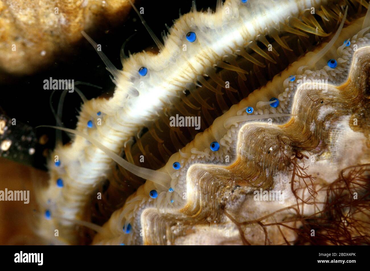 Bay scallop underwater hi-res stock photography and images - Alamy