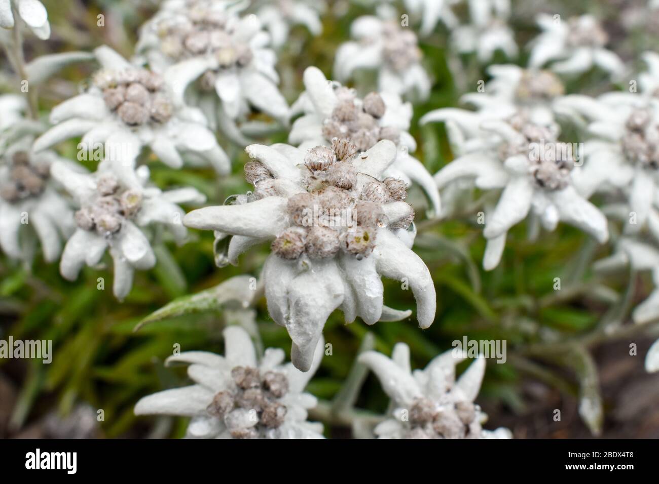 Edelweiss flower (Leontopodium alpinum), symbol of Alps mountain Stock ...