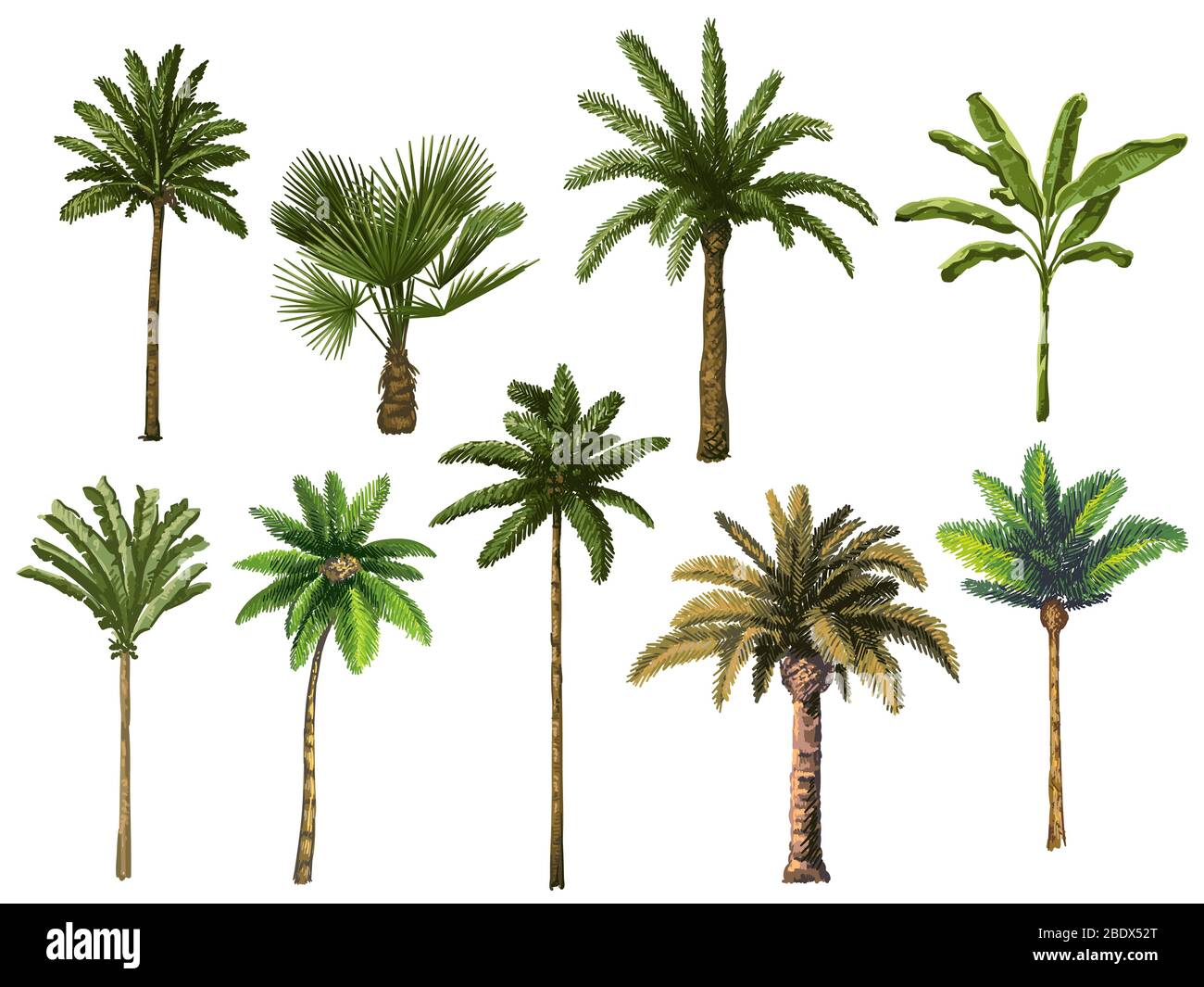 Colourful hand drawn palm tree. Retro tropical coconut trees, vintage ...