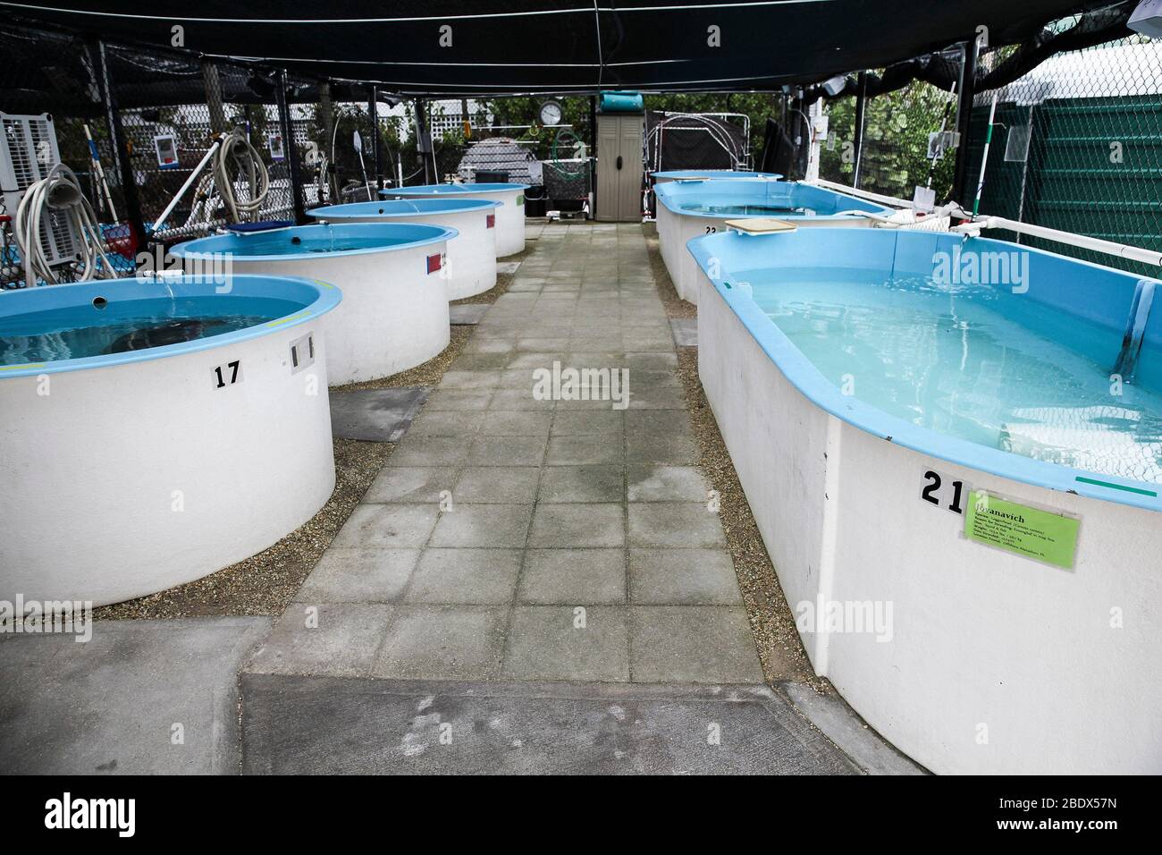 American turtle hi-res stock photography and images - Alamy