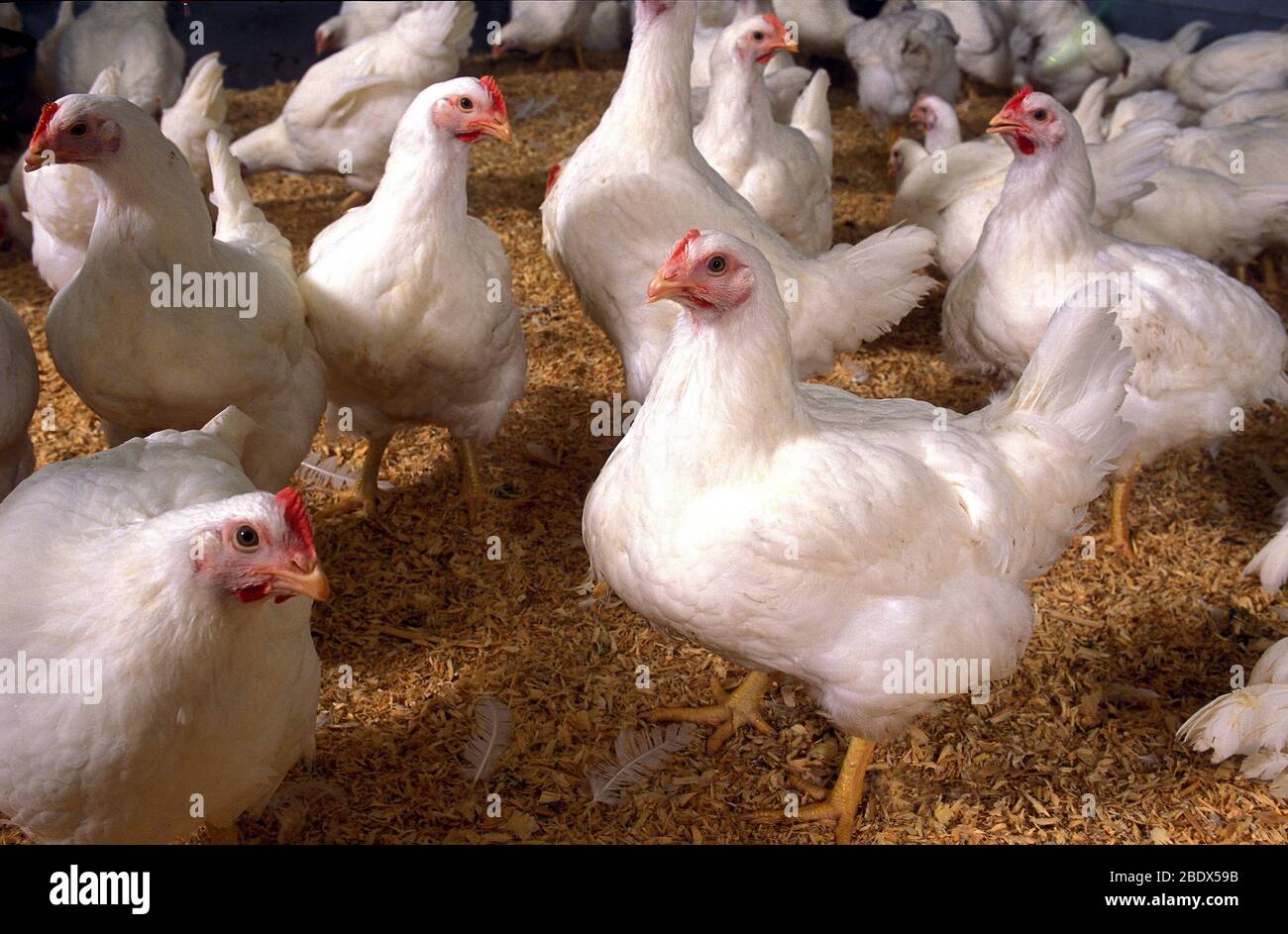 Poultry bacteria hi-res stock photography and images - Alamy