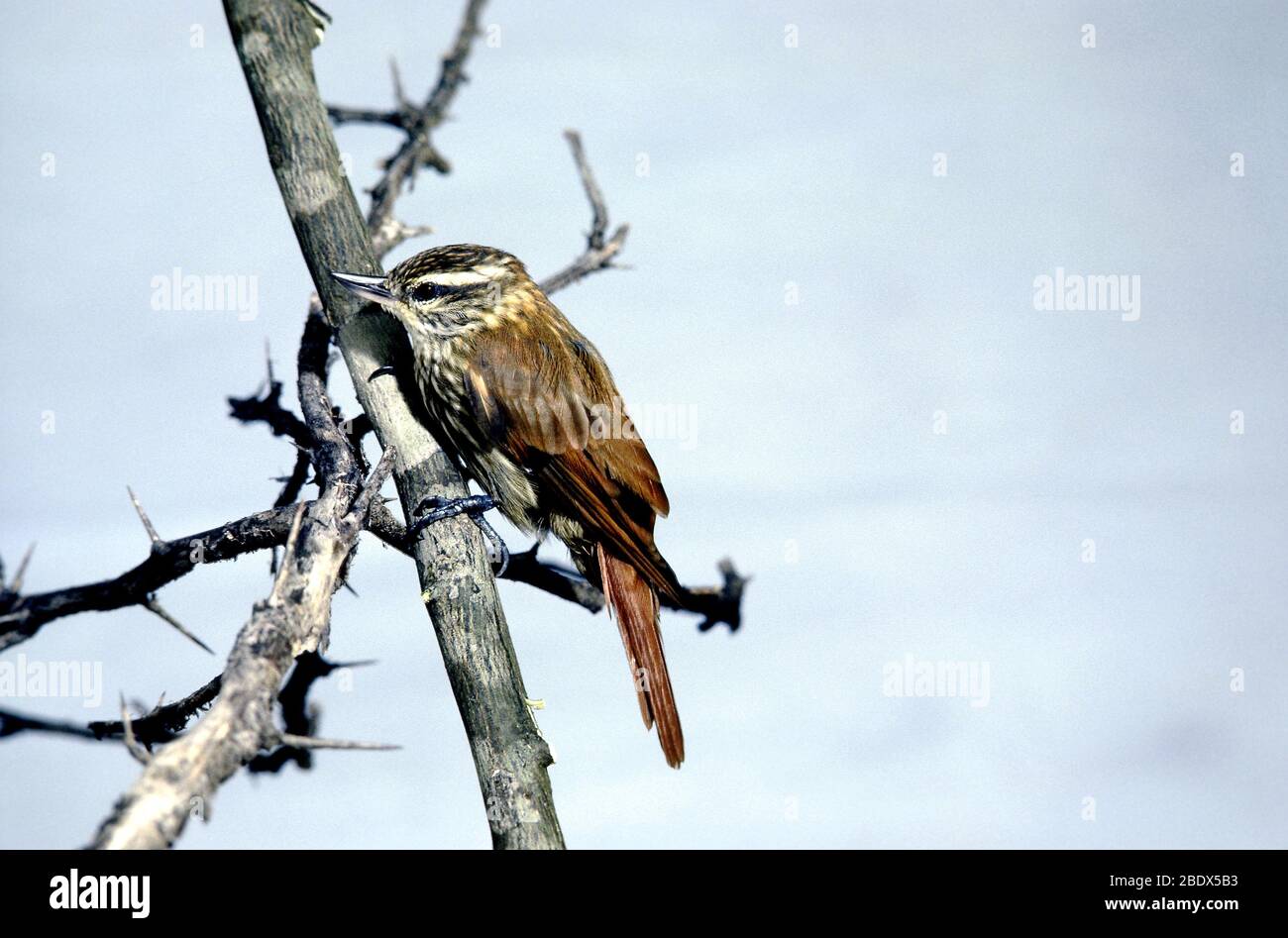 Xenops hi-res stock photography and images - Alamy