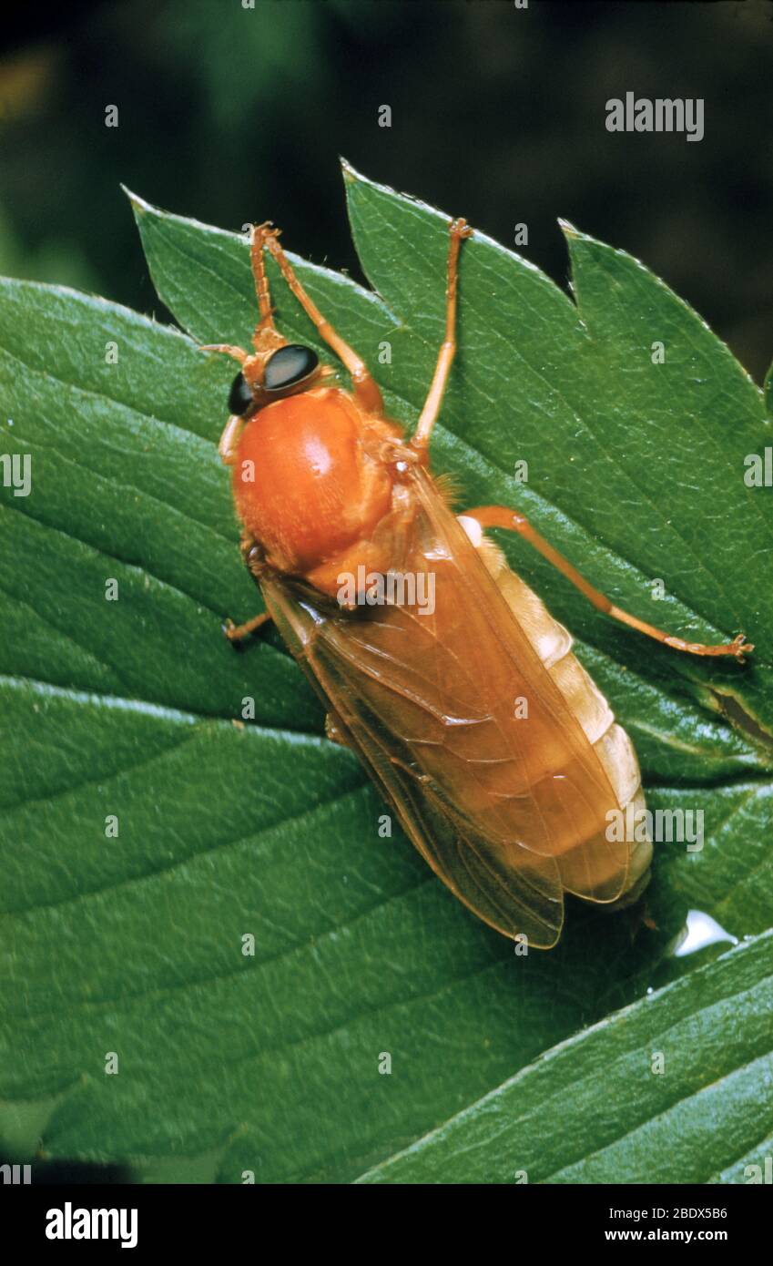 Gall gnat cecidomyiidae hi-res stock photography and images - Alamy