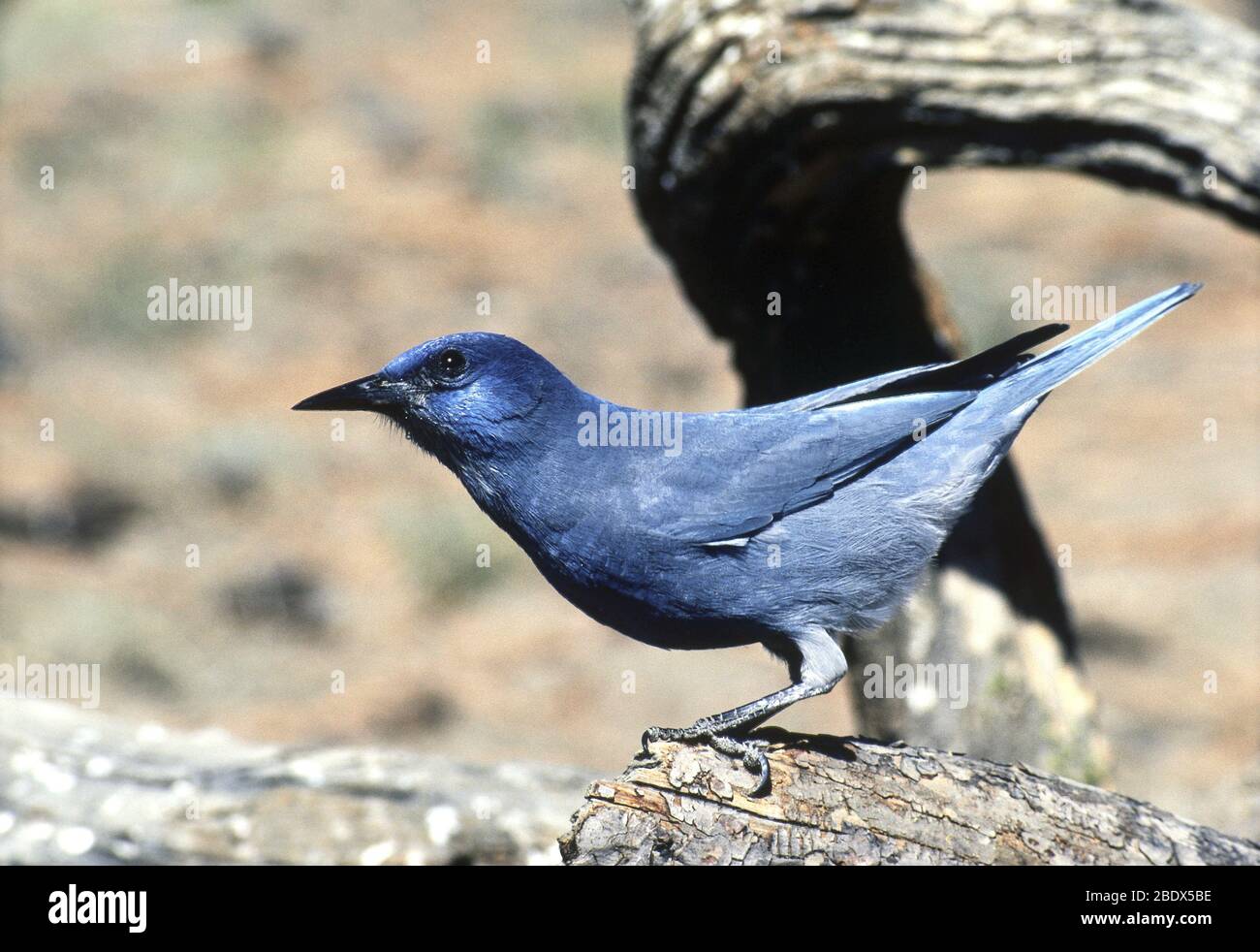 Pinyon jays hi-res stock photography and images - Alamy