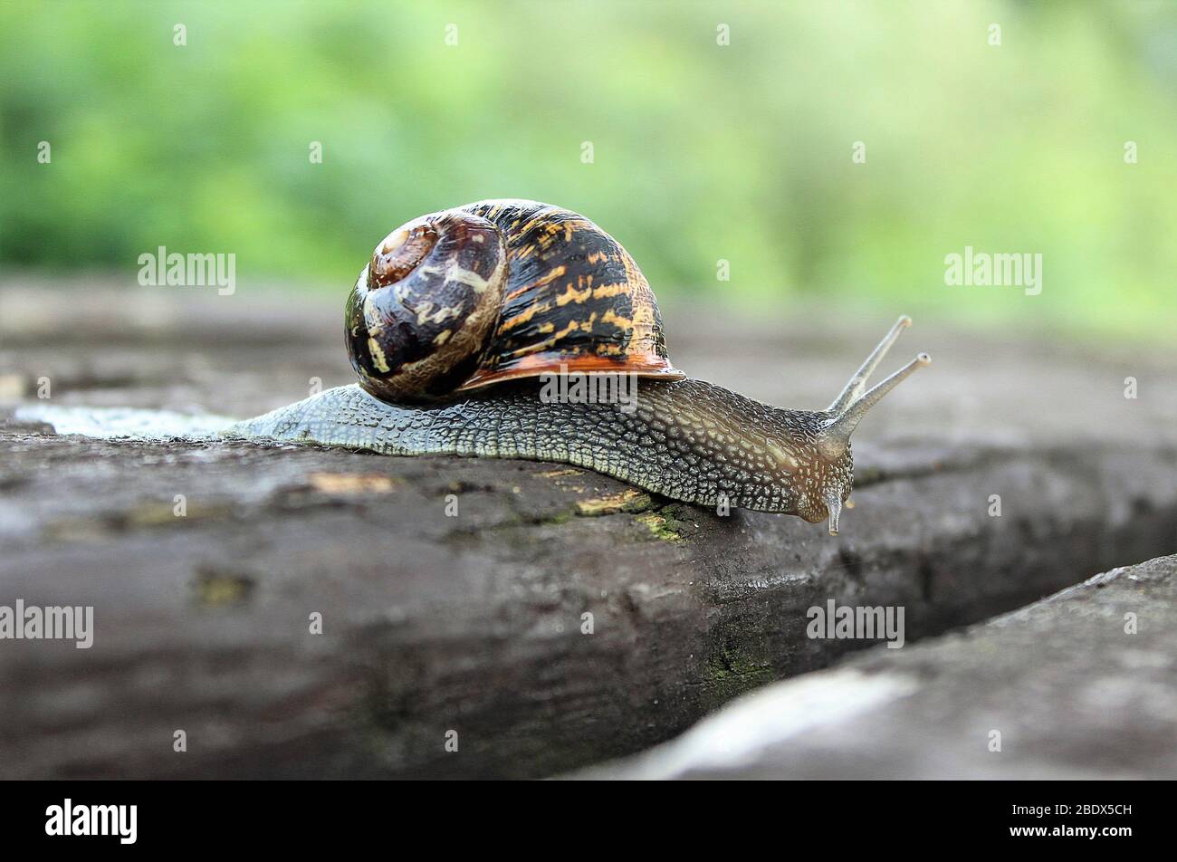 Strisciare hi-res stock photography and images - Alamy