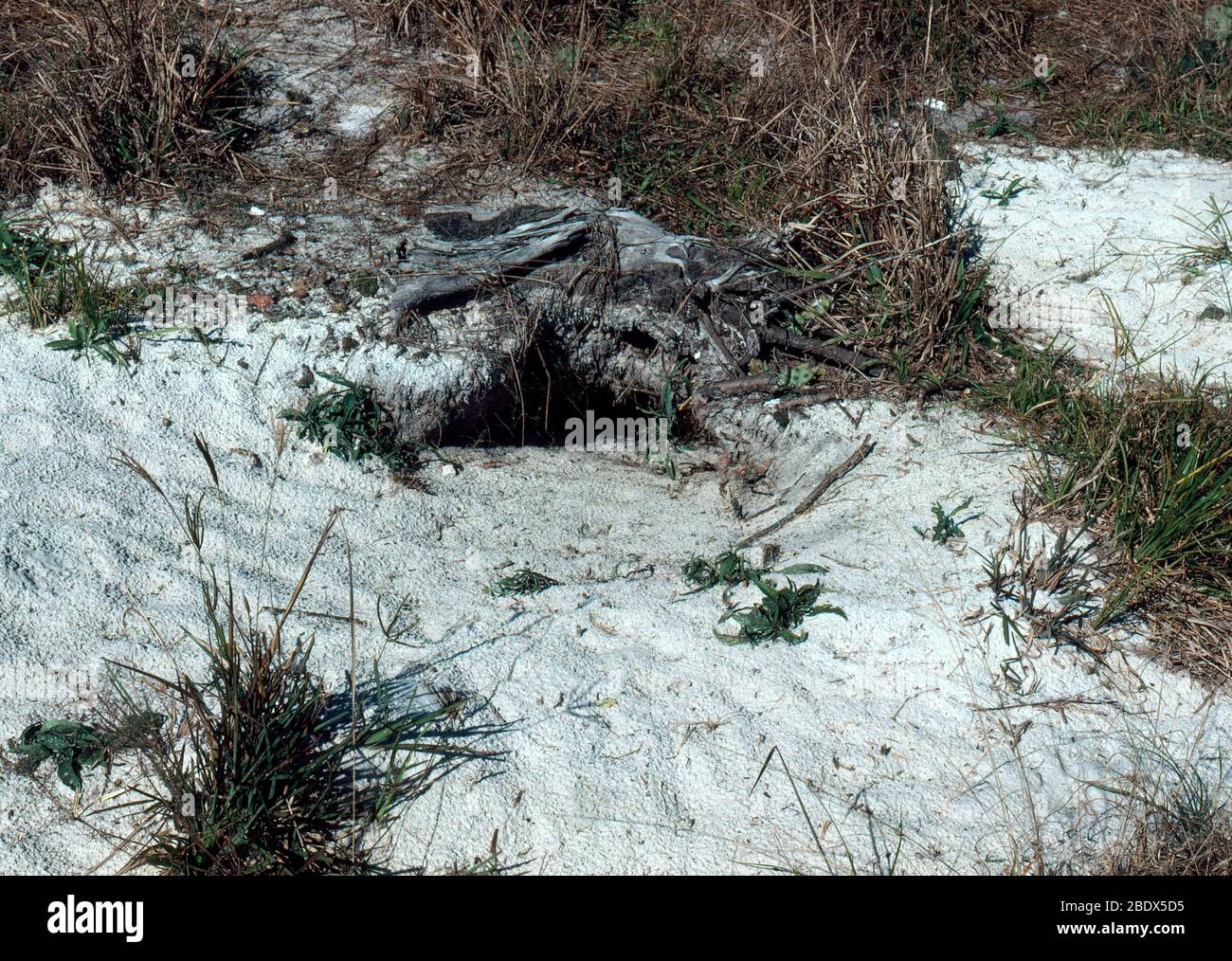 Gopher Tortoise Den Stock Photo - Alamy