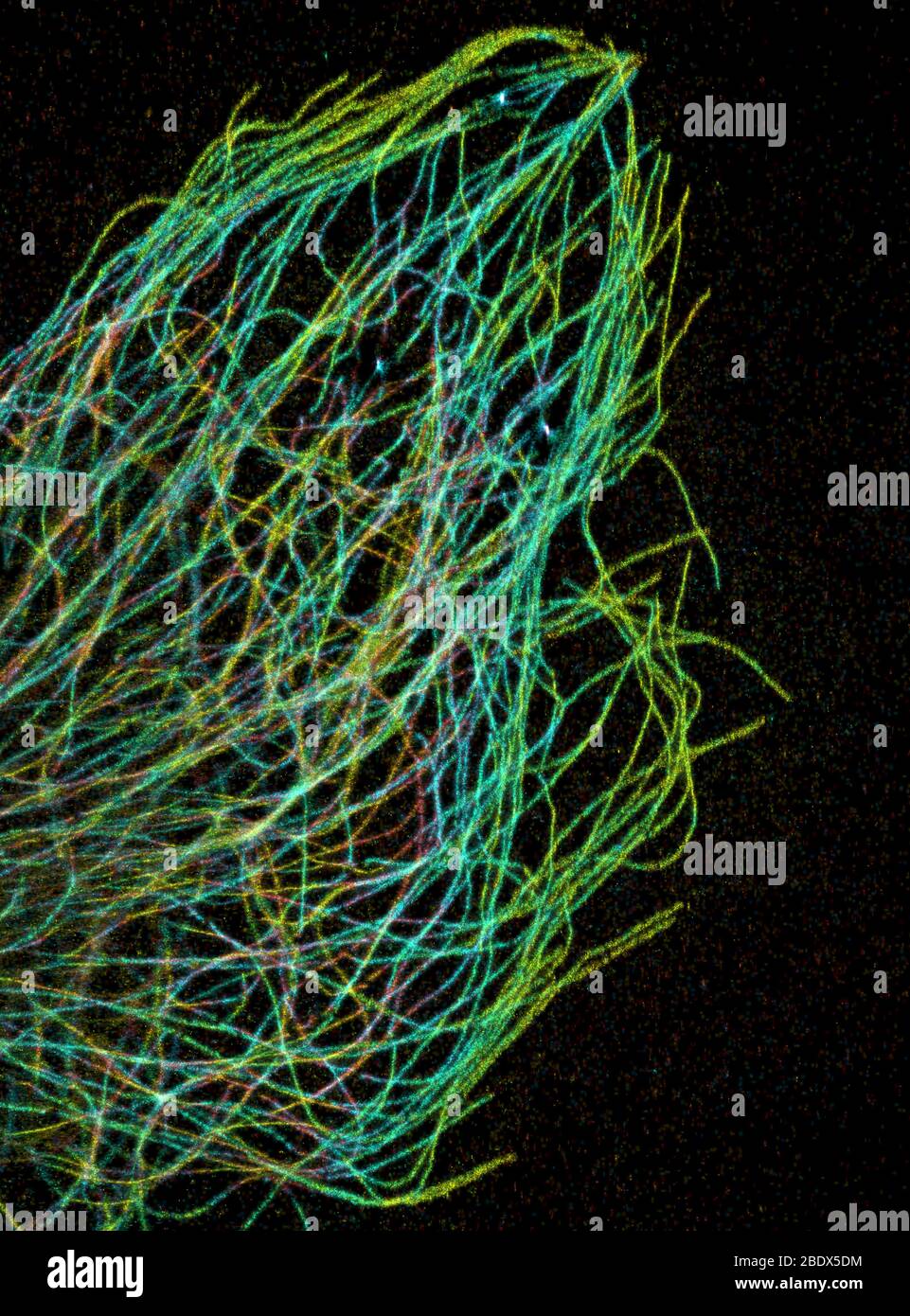 Tubulin protein hi-res stock photography and images - Alamy