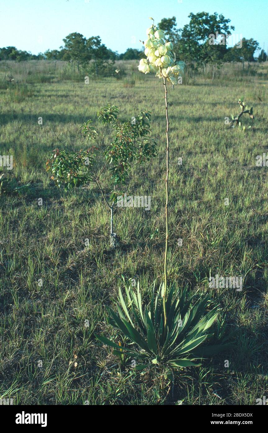 Adams needle hi-res stock photography and images - Alamy