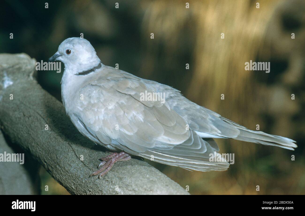 Ringed Turtle Dove