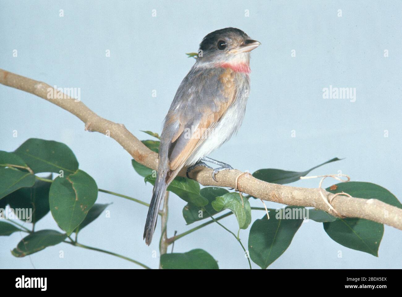 Becard High Resolution Stock Photography and Images - Alamy