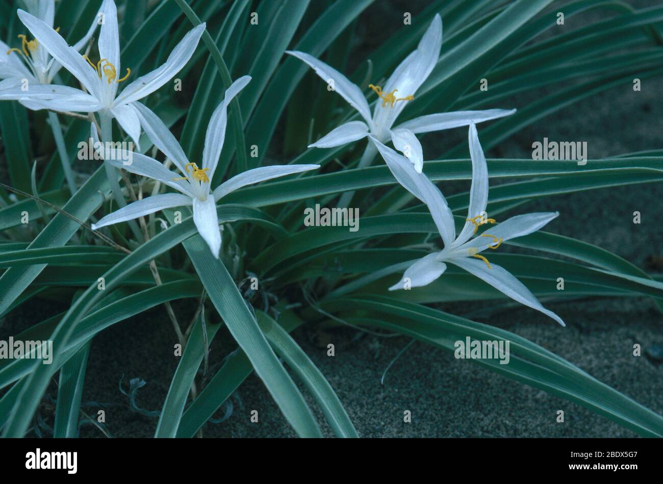 Lily l hi-res stock photography and images - Alamy