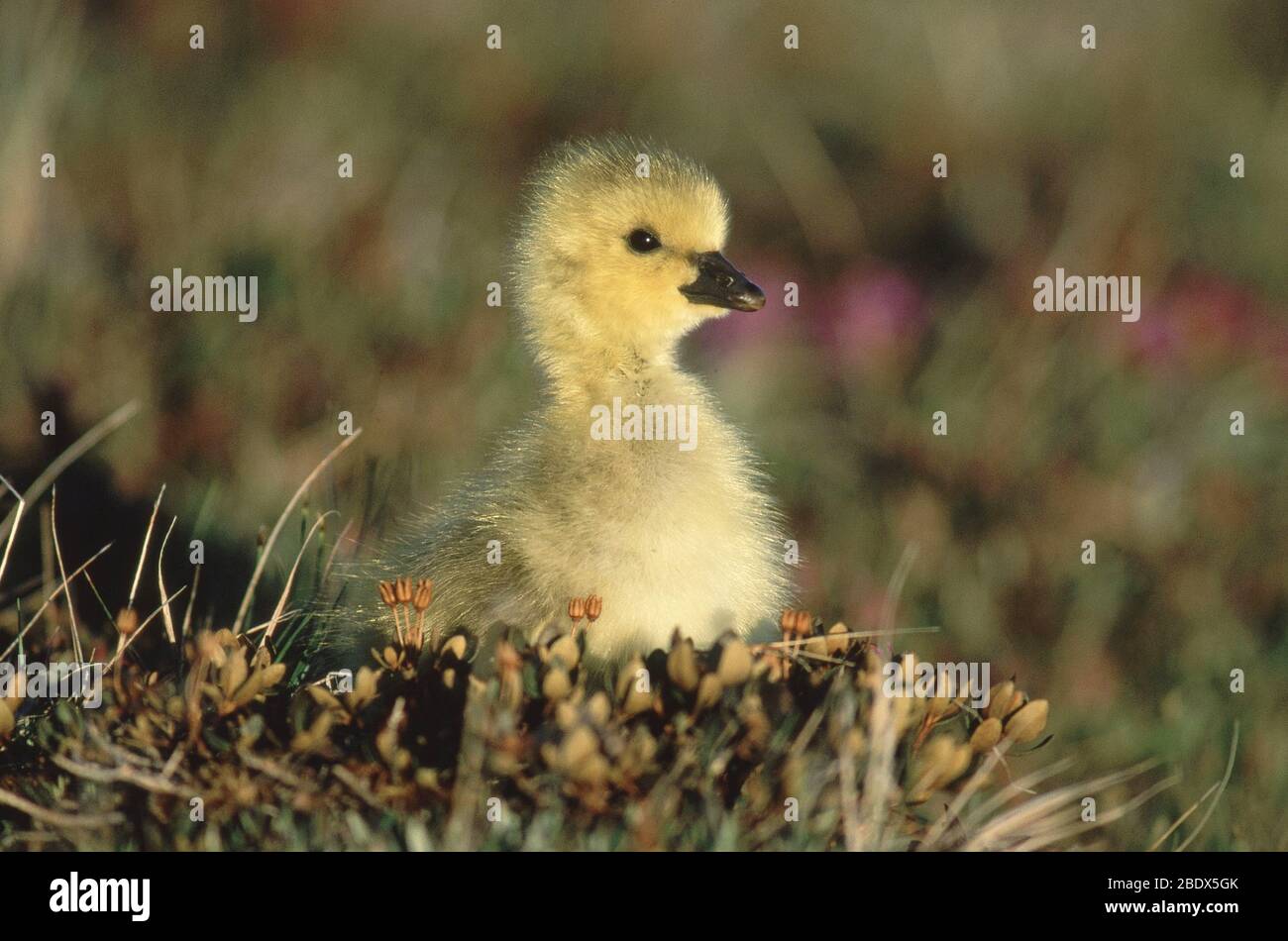 Baby goose bird hi-res stock photography and images - Alamy