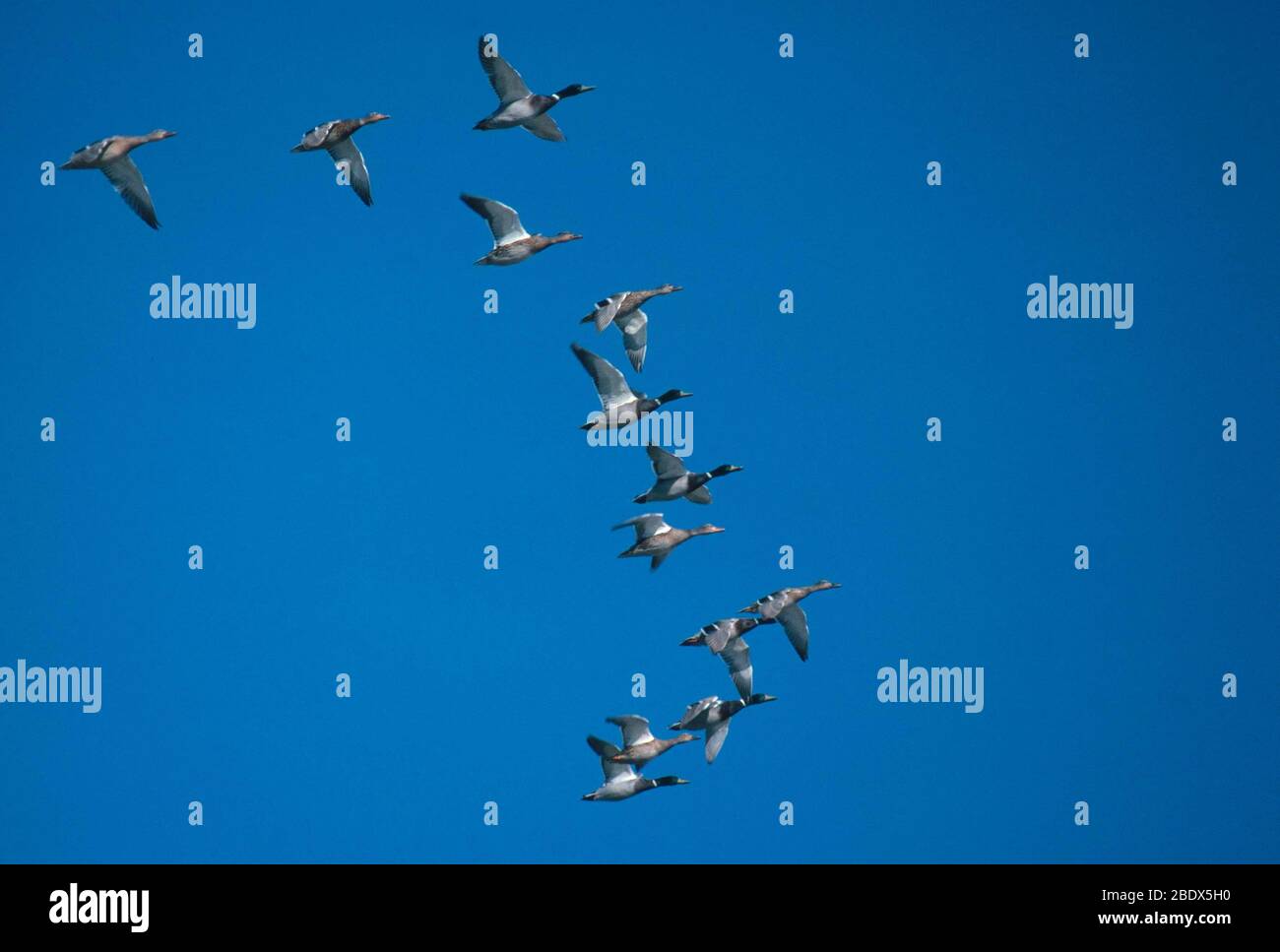 Mallard flying v formation hi-res stock photography and images - Alamy