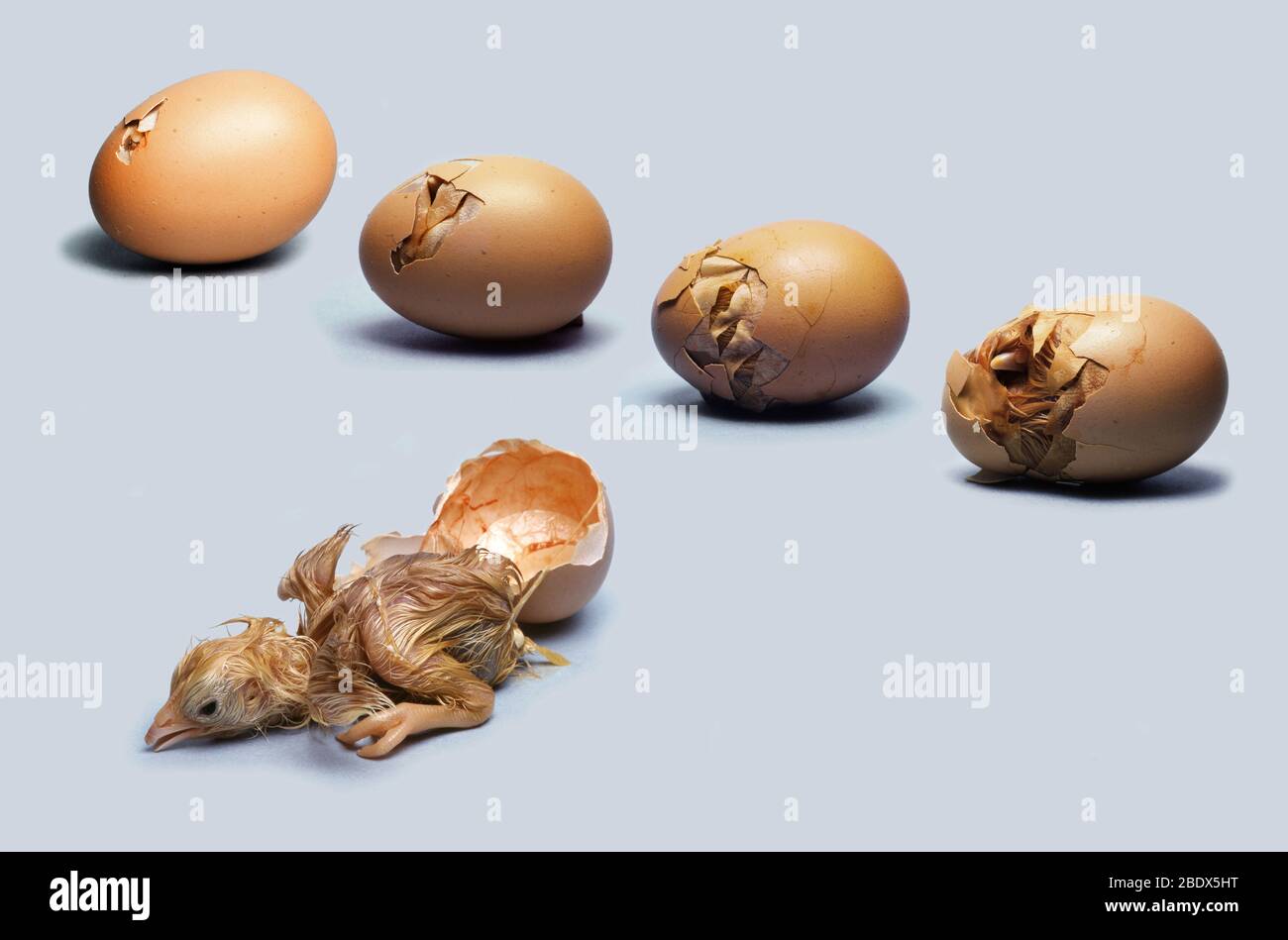 Chicken Egg Hatching Stock Photo - Alamy