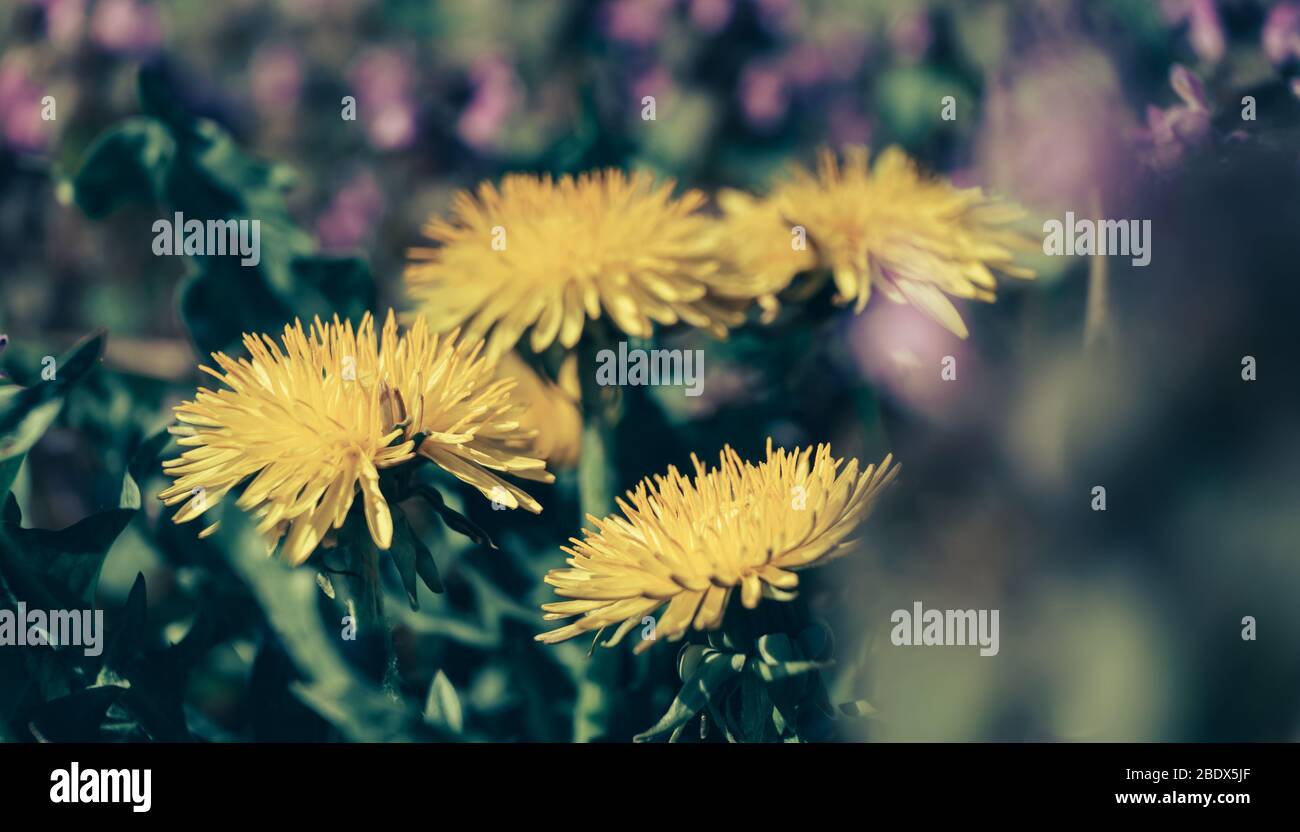 Close up beautiful spring flowers background pattern Stock Photo - Alamy