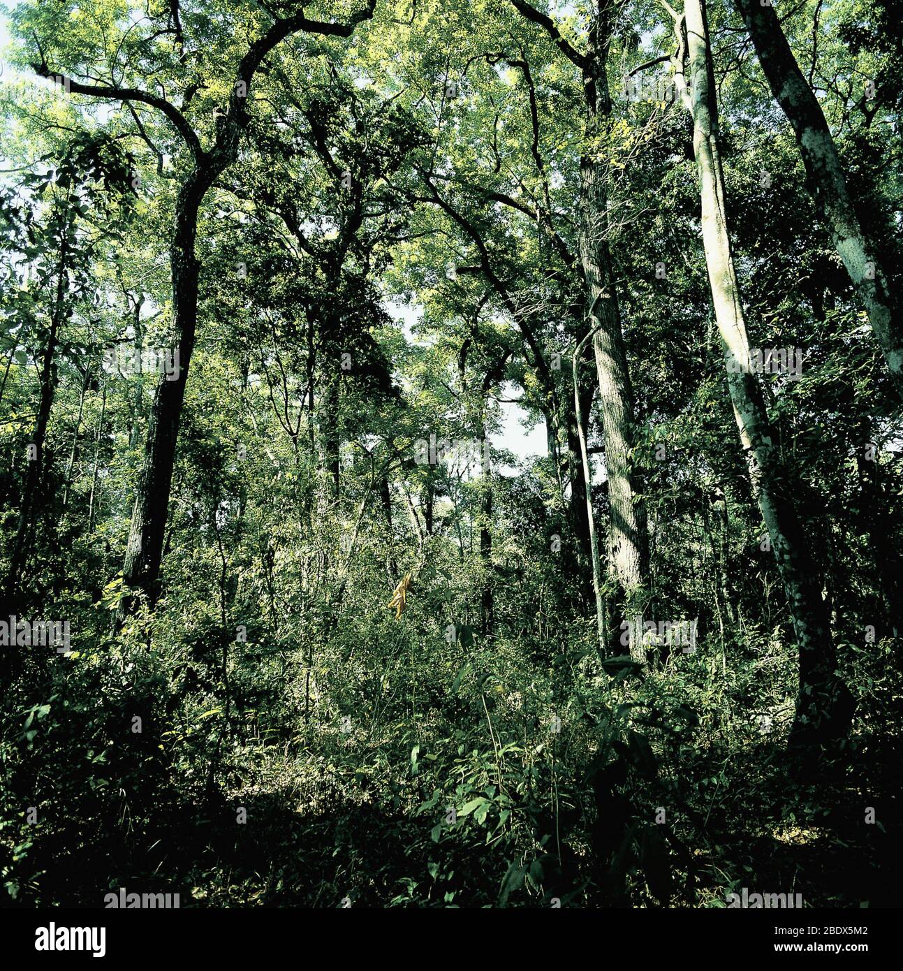 Mahogany tree hi-res stock photography and images - Alamy