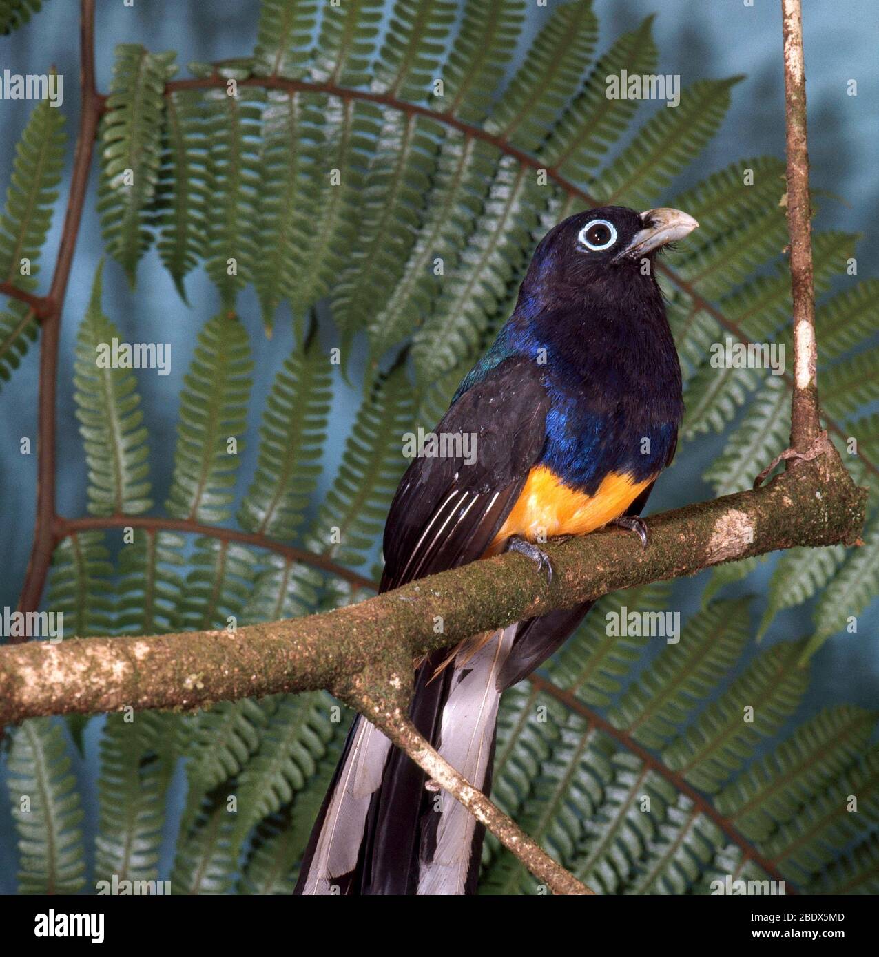 White tailed trogon hi-res stock photography and images - Alamy
