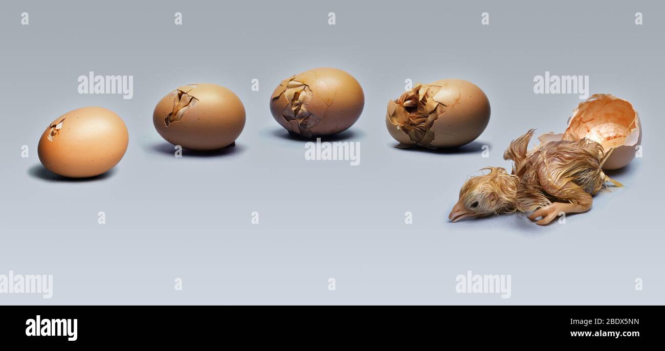Chicken Egg Hatching Stock Photo - Alamy